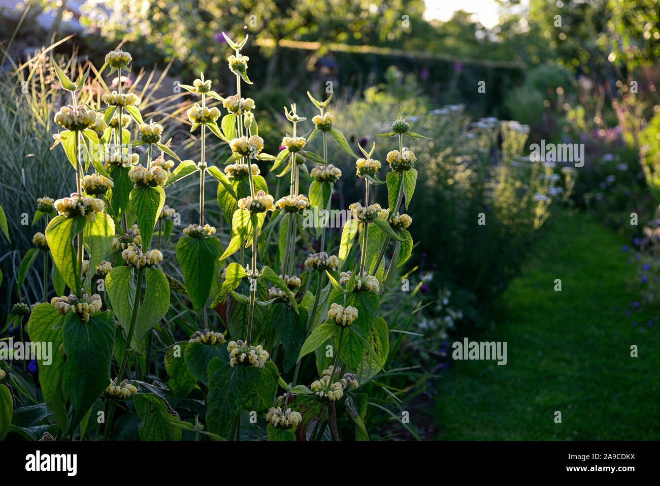 jerusalem sage,phlomis fruticosa,cottage garden,yarrow,blue,red,pink ...