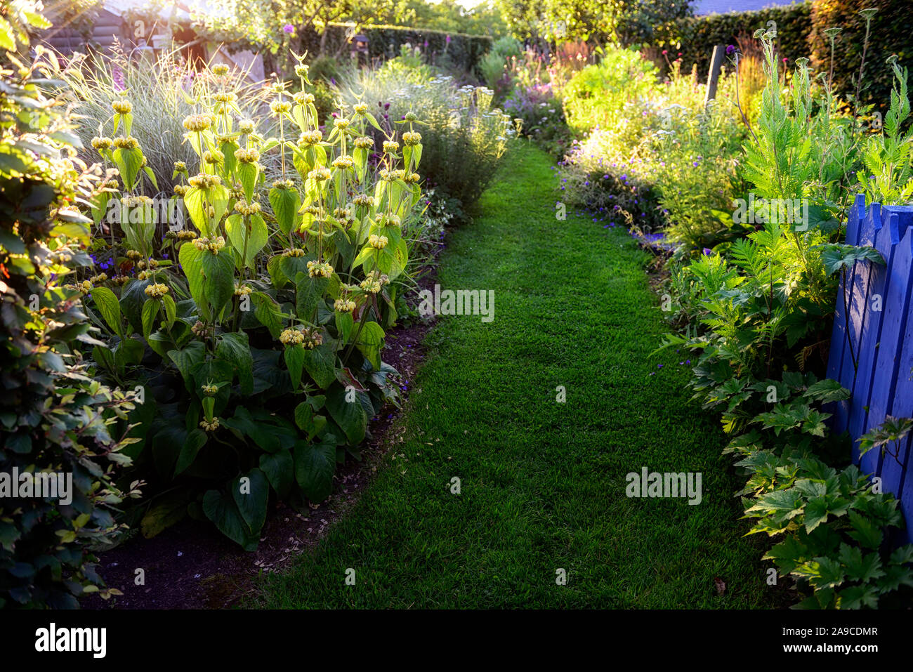 jerusalem sage,phlomis fruticosa,cottage garden,yarrow,blue,red,pink ...