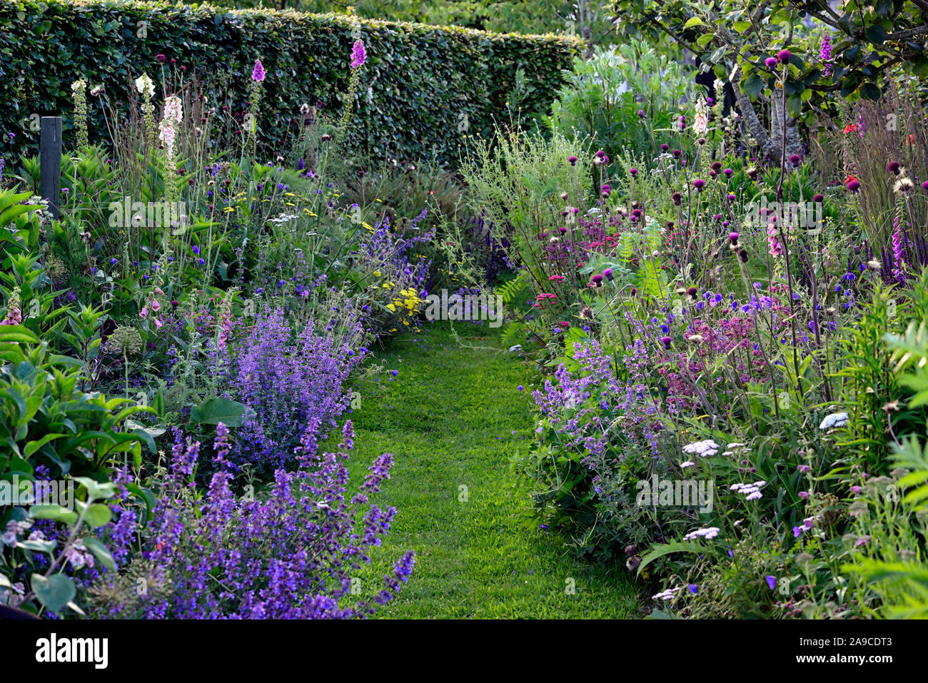 cottage garden,path,pathway,mown,phlomis fruticosa,yarrow,blue,red,pink ...
