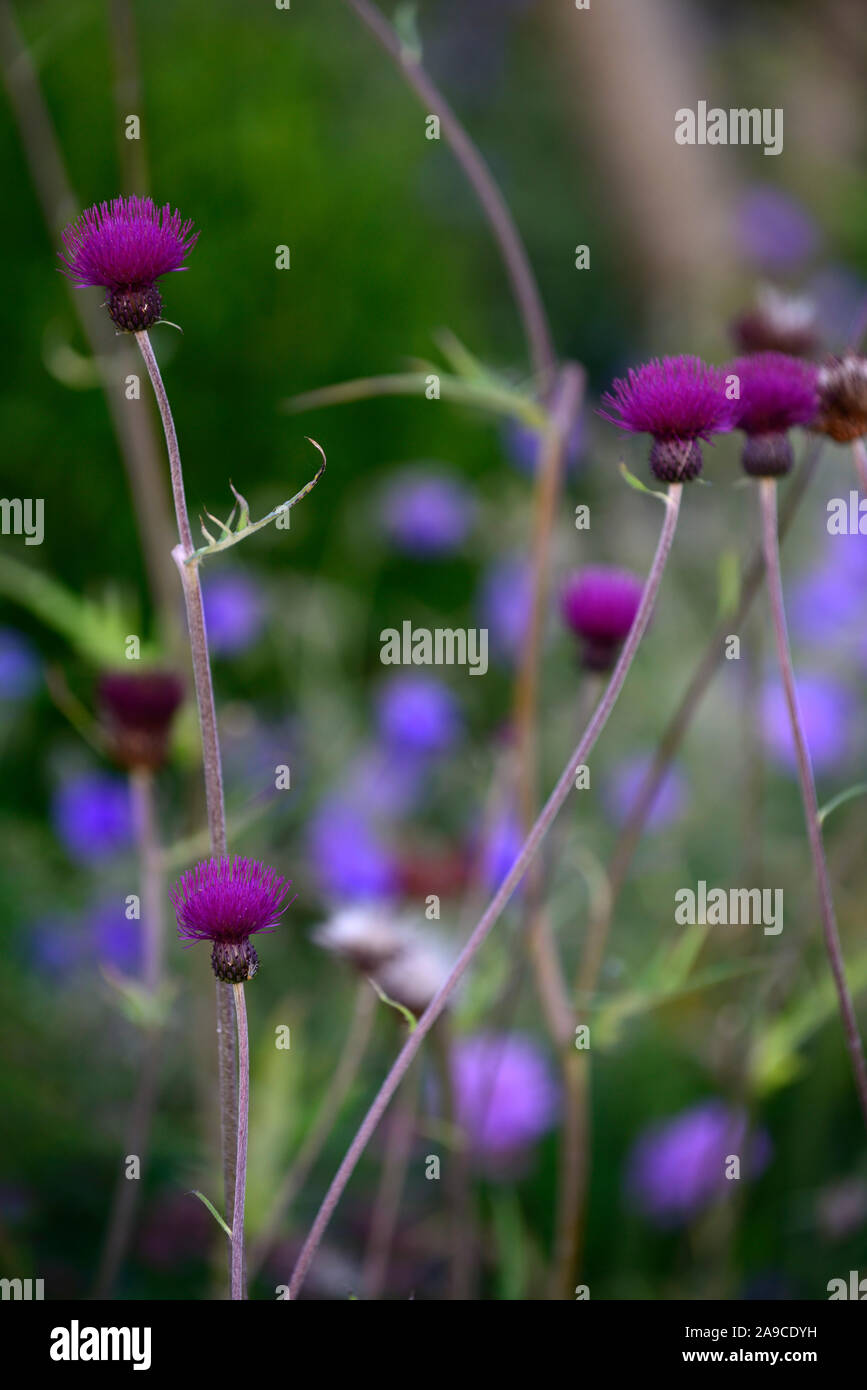 Cirsium rivulare atropurpureum,Brook thistle,ornamental thistle,deep ...
