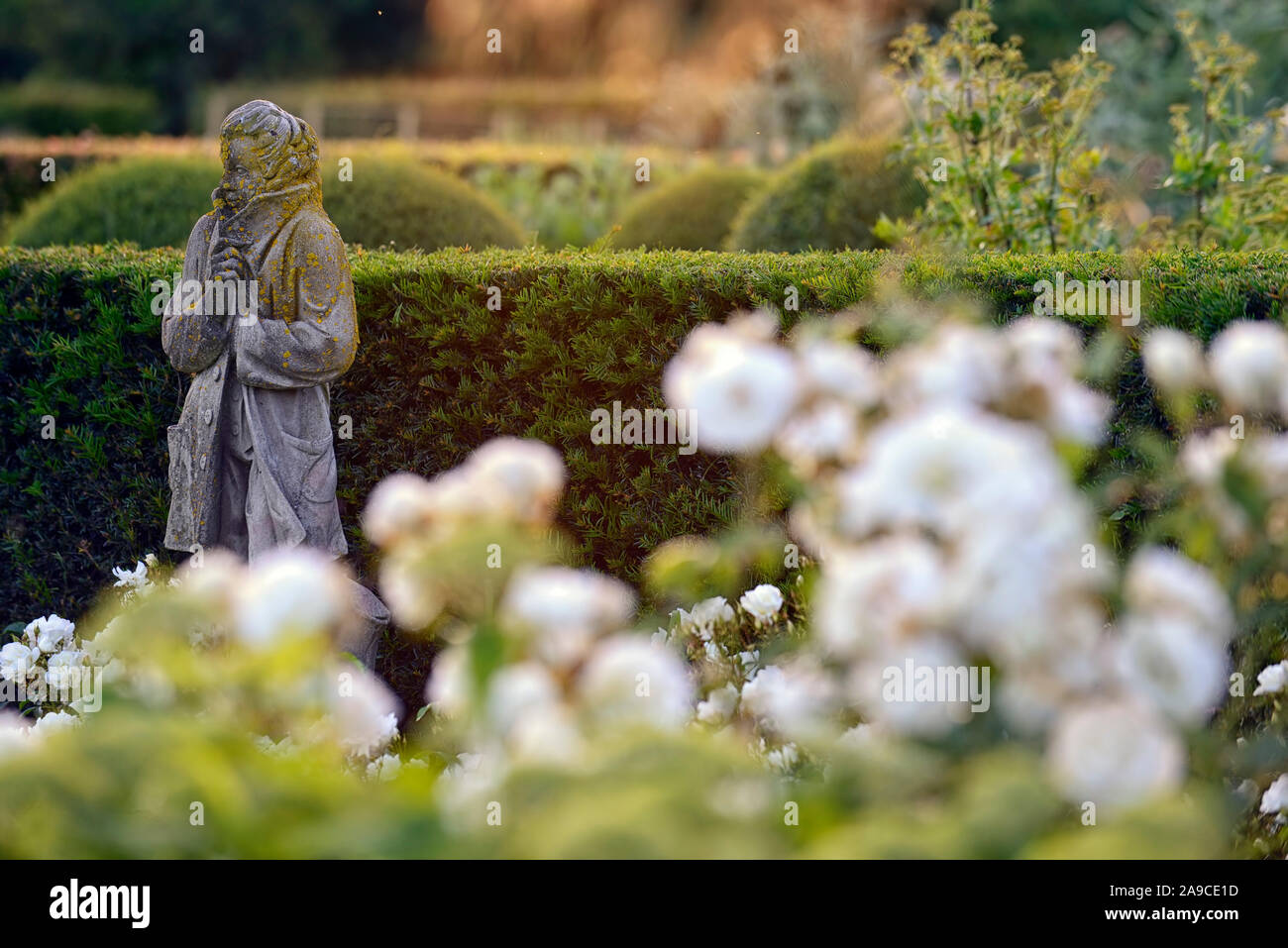 Rosa Iceberg,Rose iceberg,floribunda rose,roses,white,formal garden ...