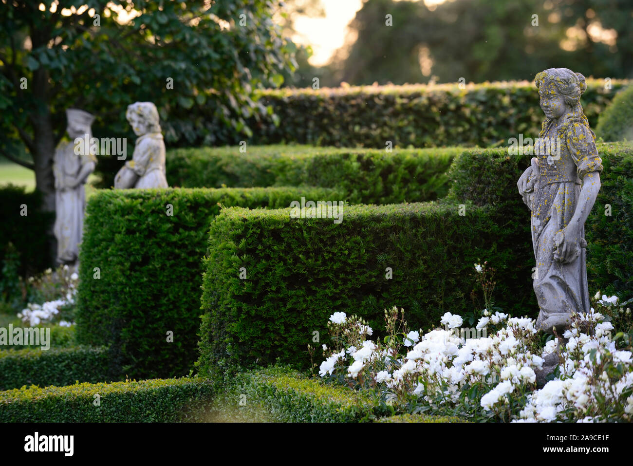 Rosa Iceberg,Rose iceberg,floribunda rose,roses,white,formal garden ...