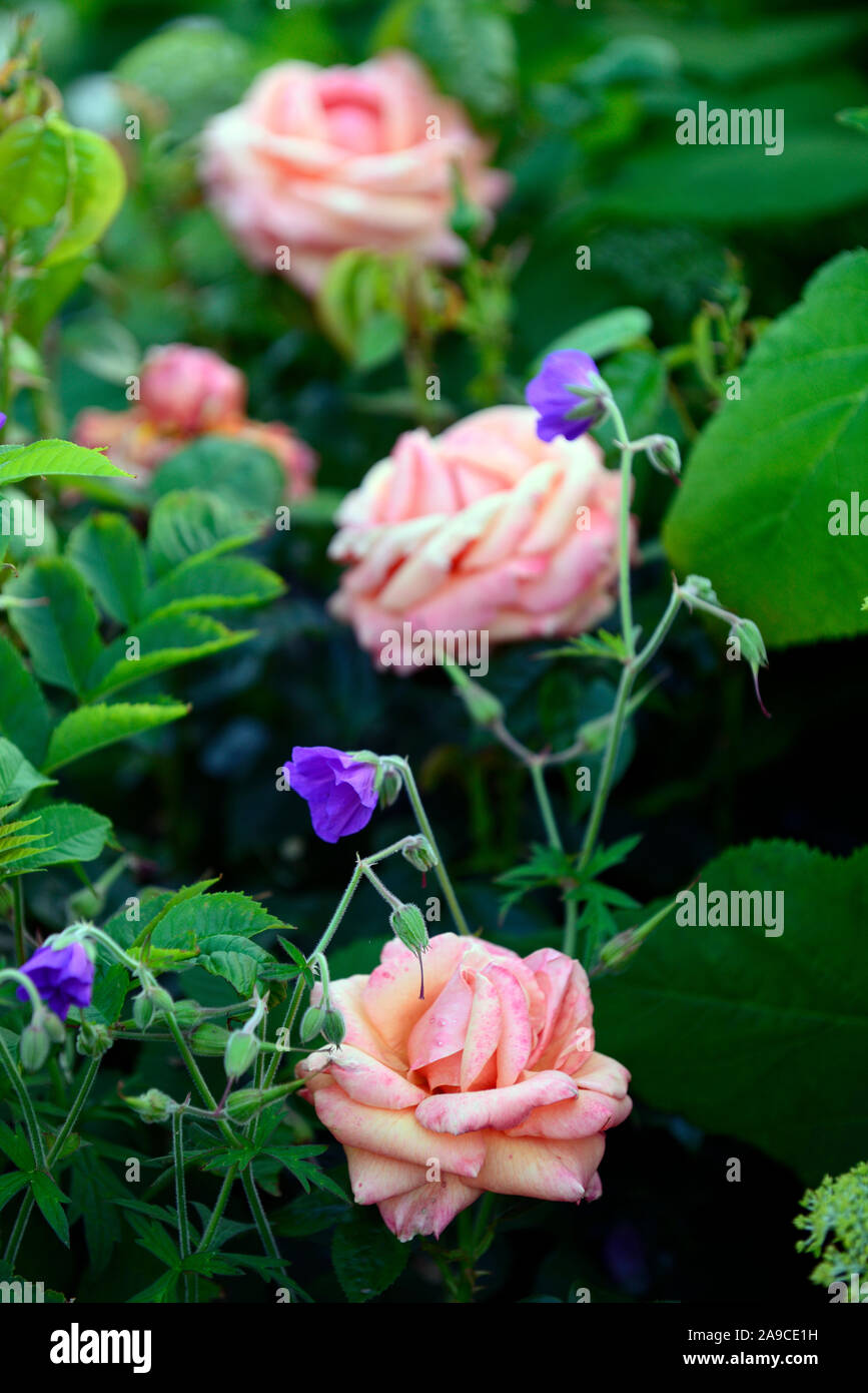 Rosa,rose,shrub rose,roses,orange,faded,fading,flower,flowers,flowering ...