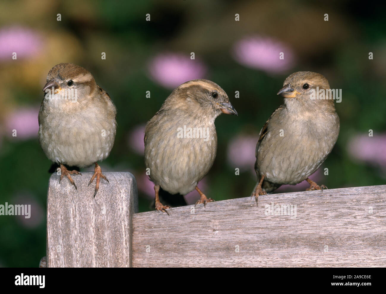 HOUSE SPARROWS (Passer domesticus). Juveniles. N.B. colour of feet and ...