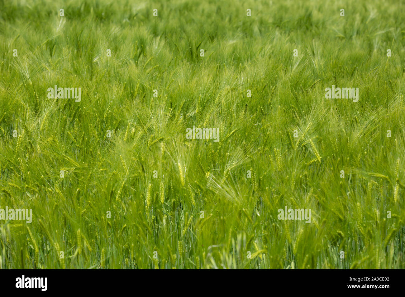 Wispy green hi-res stock photography and images - Alamy