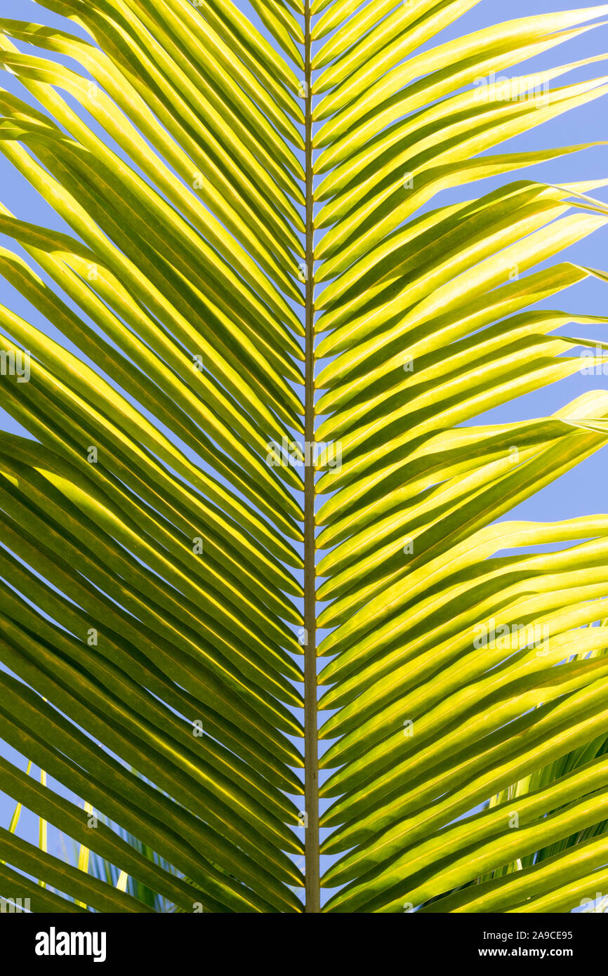 Coconut palm tree leaves on the Caribbean island of Barbados Stock ...