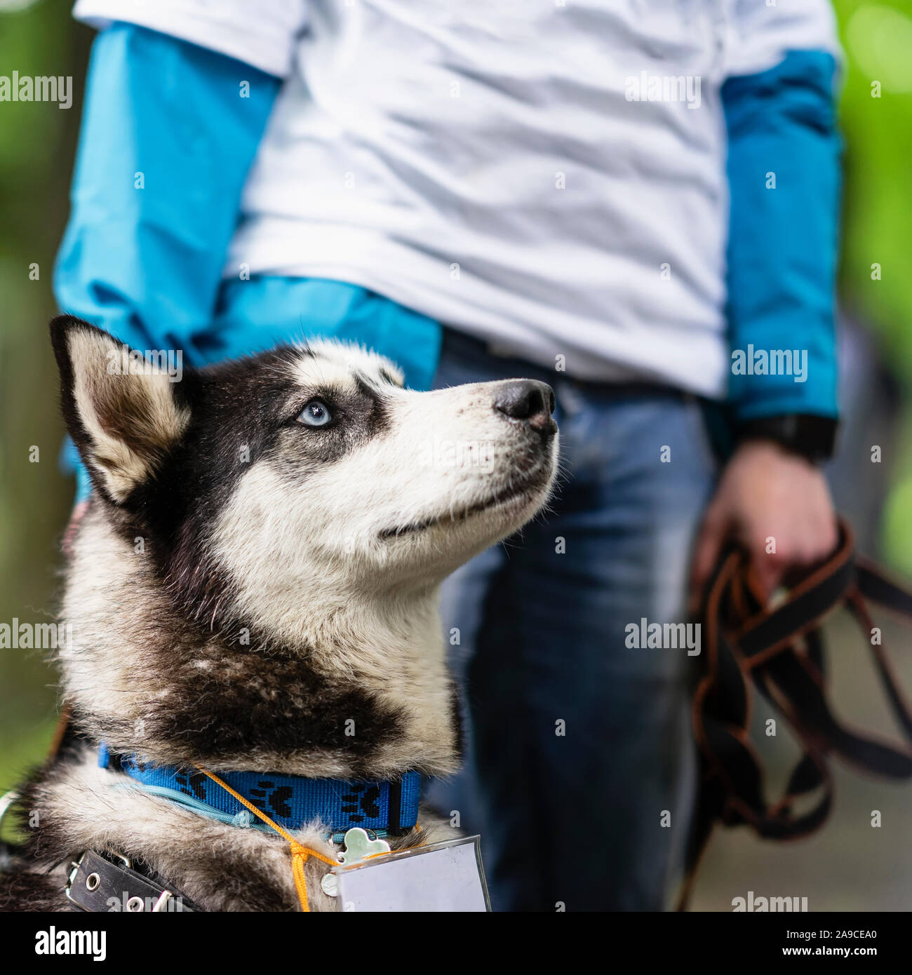 Cute metis dog hi-res stock photography and images - Alamy