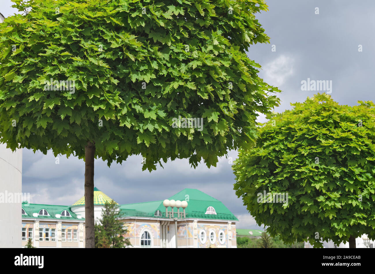 Trimmed the maple trees in the city Stock Photo - Alamy