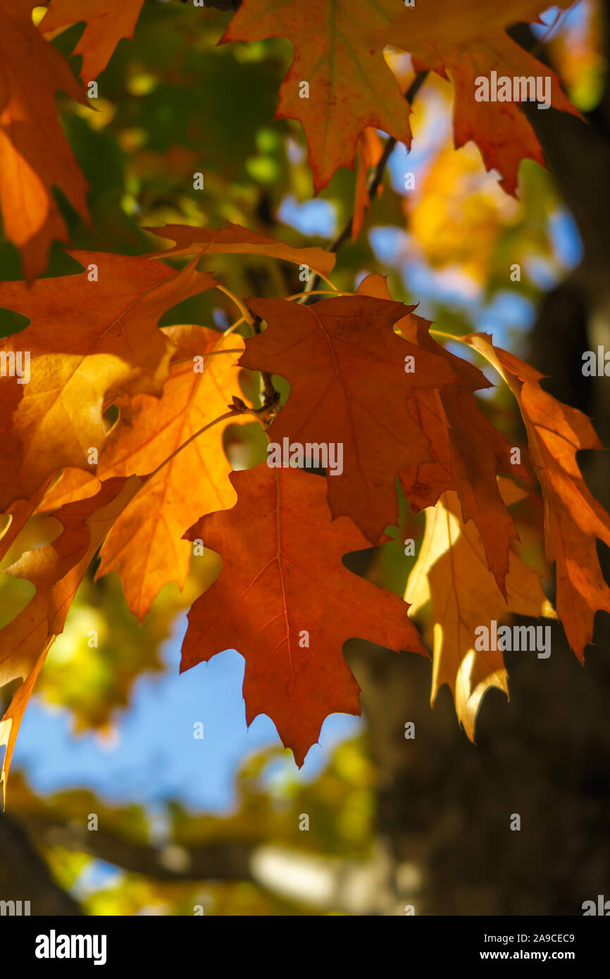 Colourful autumn leaves Stock Photo - Alamy