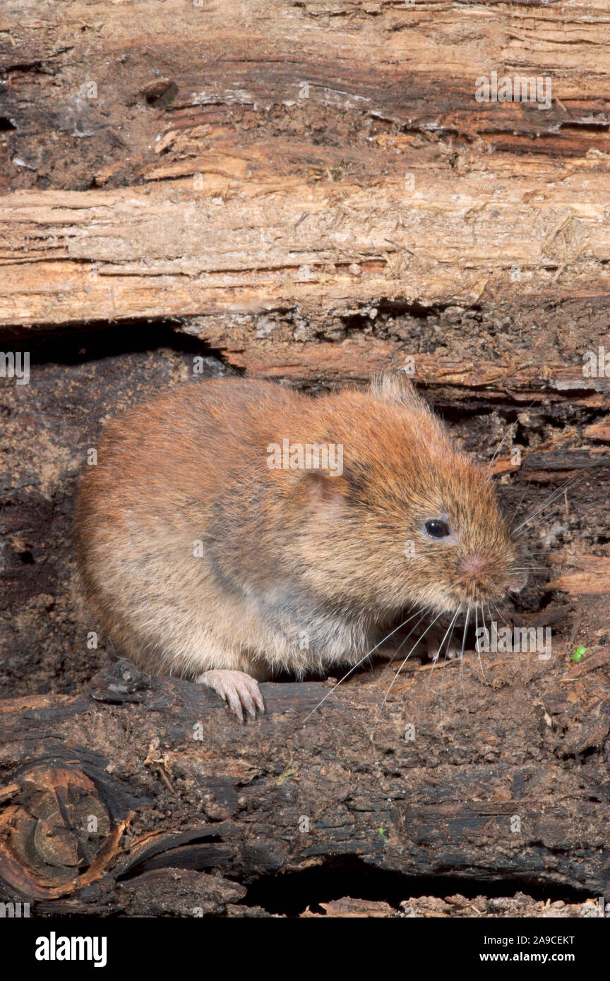 JERSEY BANK VOLE (Clethrionomys glareolus caesarius Stock Photo - Alamy