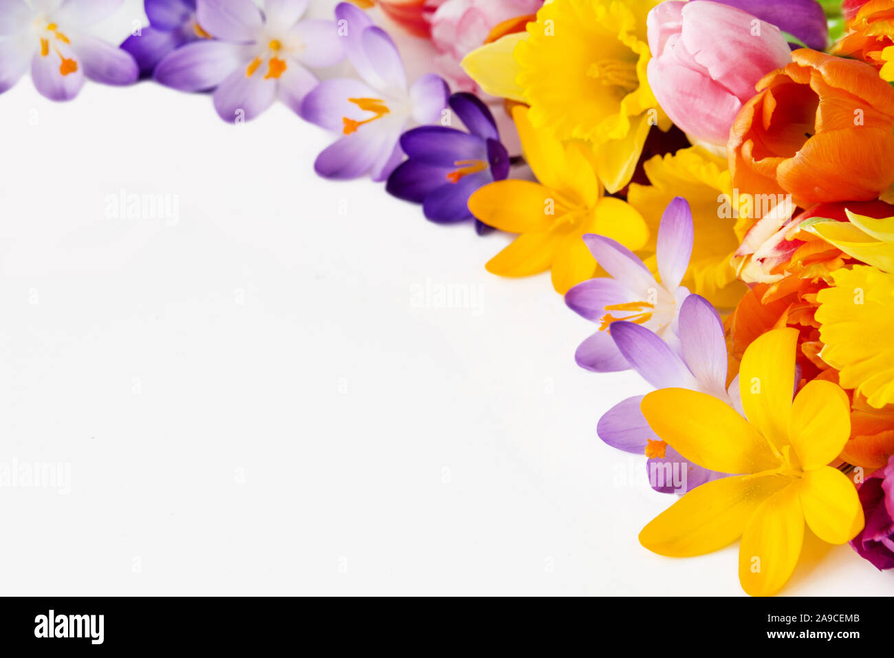 Springtime flowers and white background Stock Photo - Alamy
