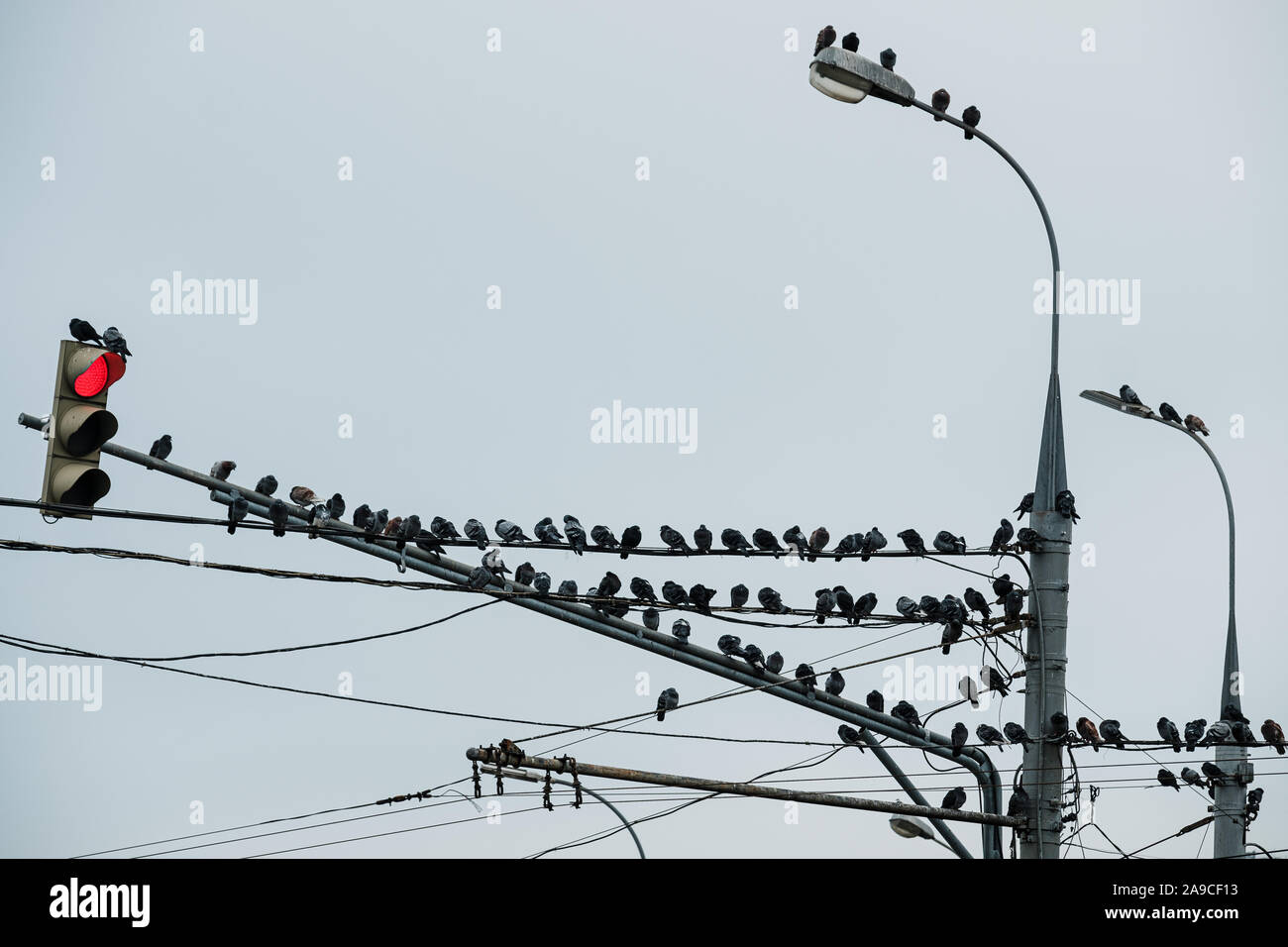 Traffic light pigeons hi-res stock photography and images - Alamy Traffic light pigeons hi-res stock photography and images - Alamy