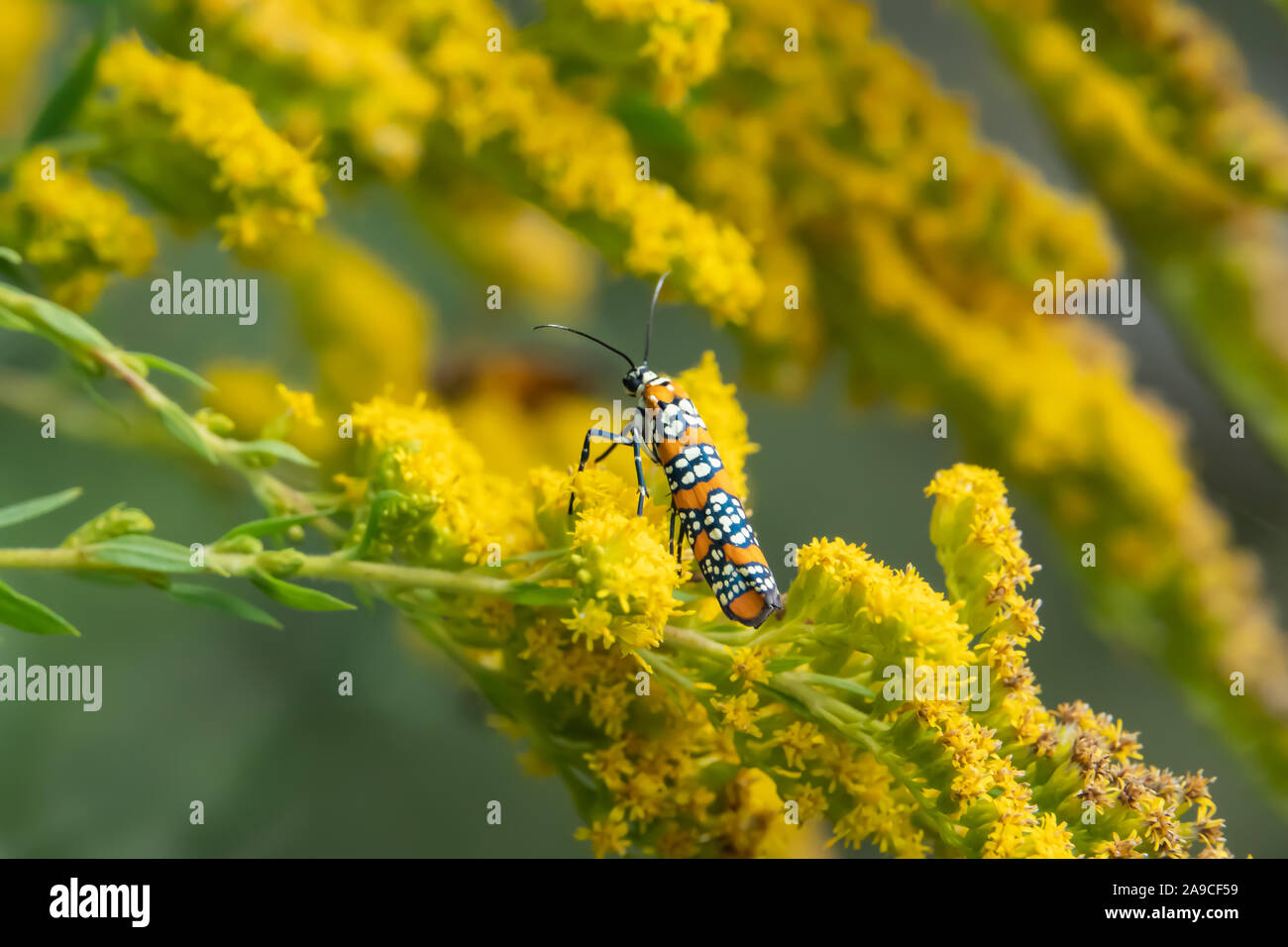 Ailanthus webworm moth hi-res stock photography and images - Alamy