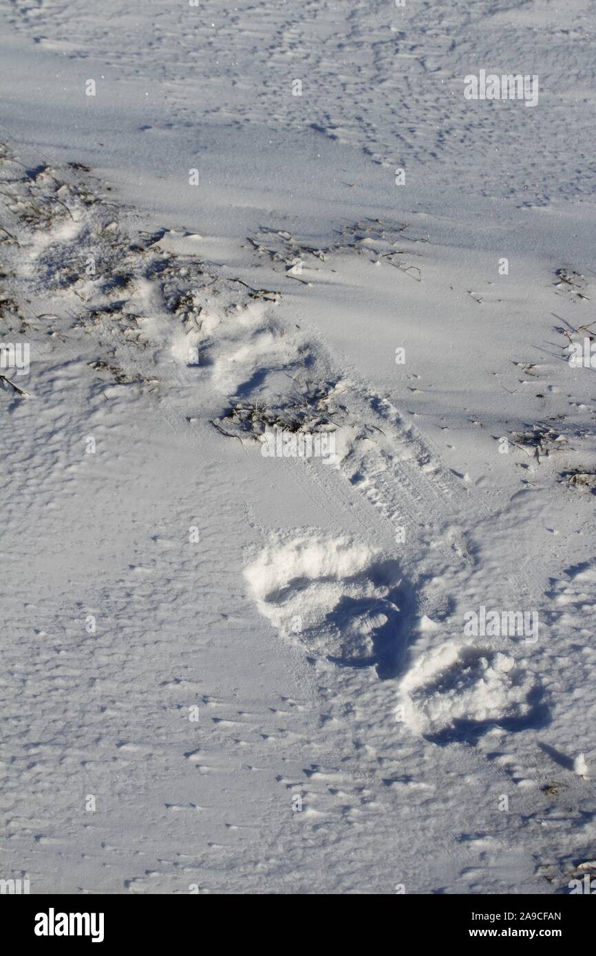 Polar bear footprints hi-res stock photography and images - Alamy