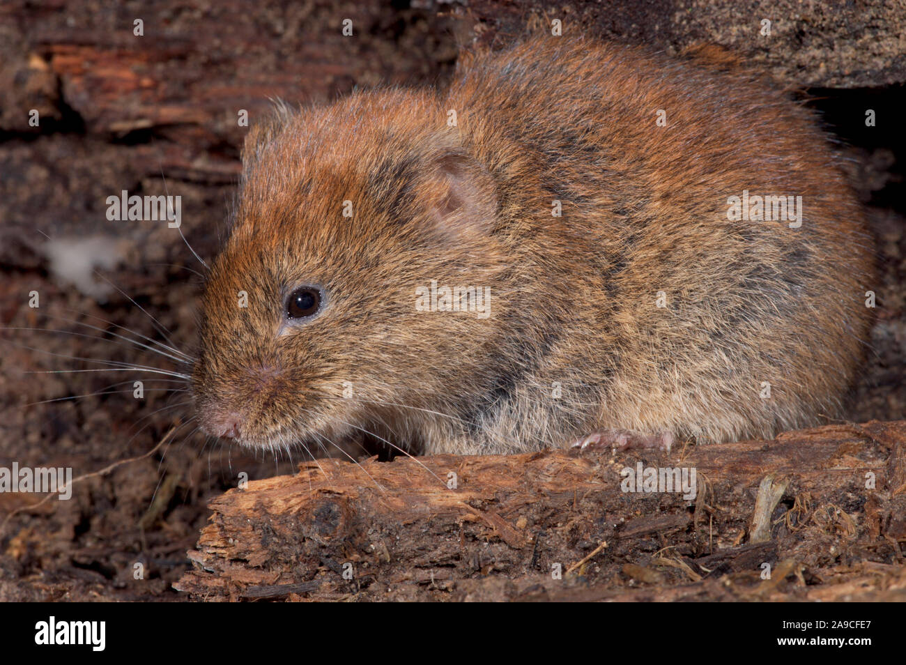 JERSEY BANK VOLE (Clethrionomys glareolus caesarius Stock Photo - Alamy