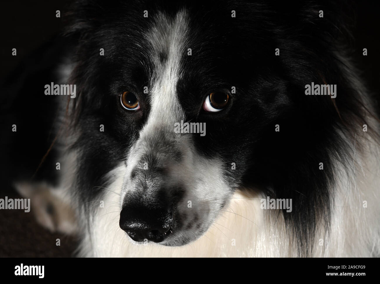 Border Collie dog Stock Photo - Alamy