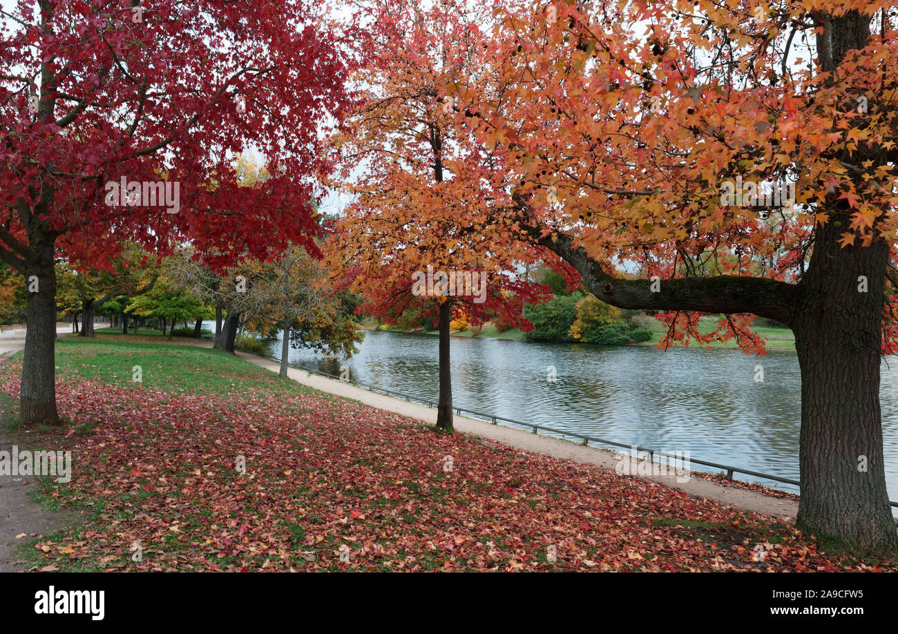 multi colour trees in the autumn forest Stock Photo - Alamy