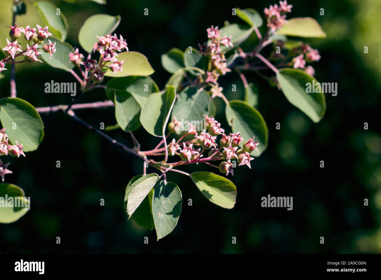 Amelanchier bloom and leaves hi-res stock photography and images - Alamy