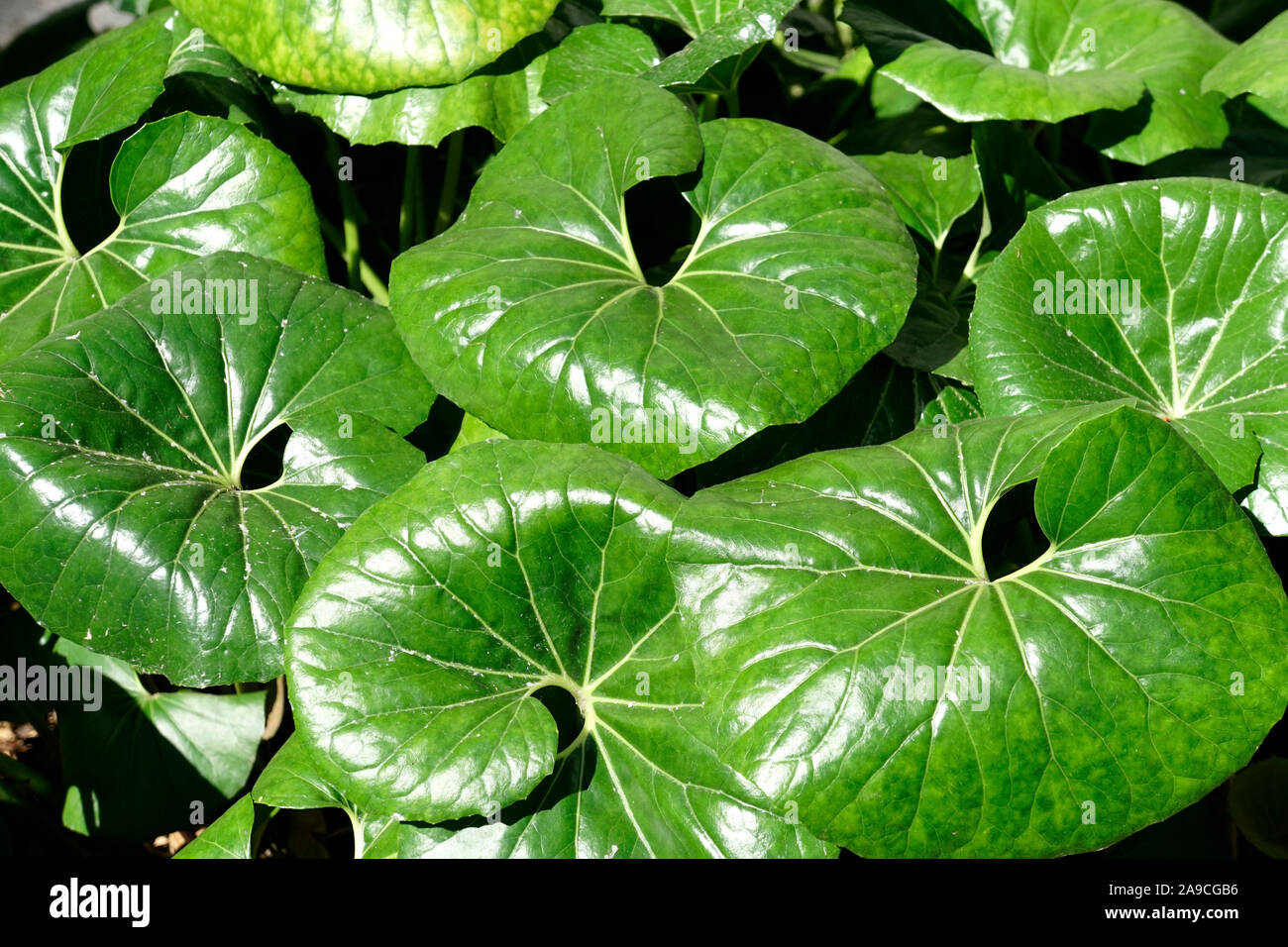 Leopard Plant High Resolution Stock Photography and Images - Alamy