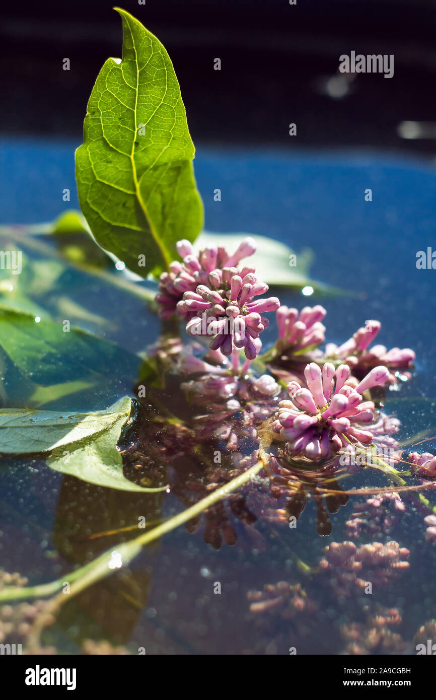 A branch of Hungarian lilac soaked in water Stock Photo - Alamy