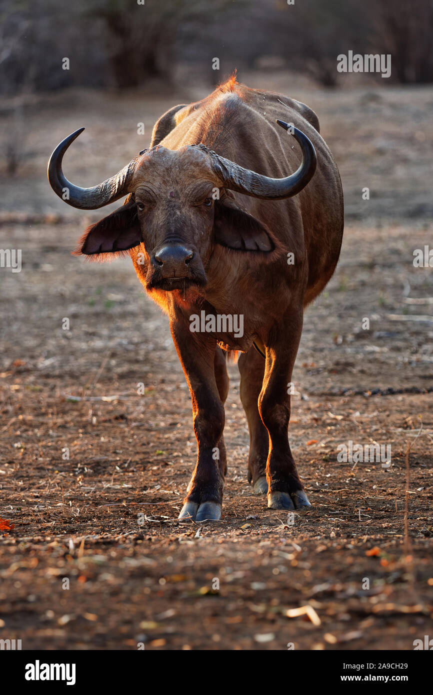 African Buffalo - Syncerus caffer or Cape buffalo is a large Sub ...