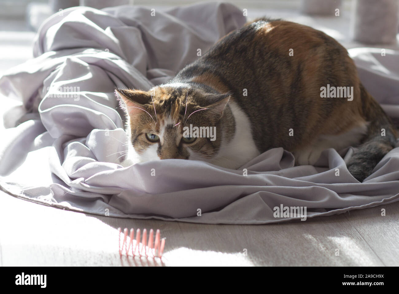 Calico cat playing with her favorite toy, a small pink spring. Cat is ...