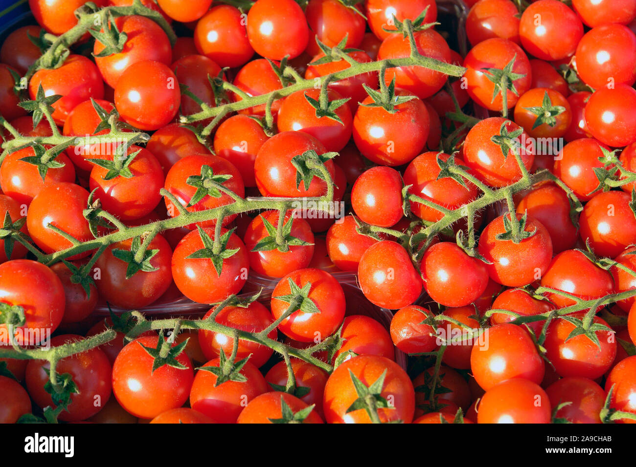 Strauchtomaten nahrung hi-res stock photography and images - Alamy
