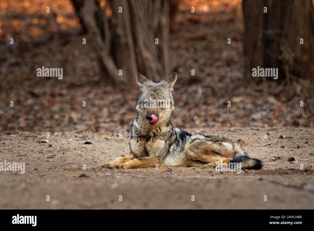 Black-backed Jackal - Canis mesomelas or saddle-backed, grey, silver ...