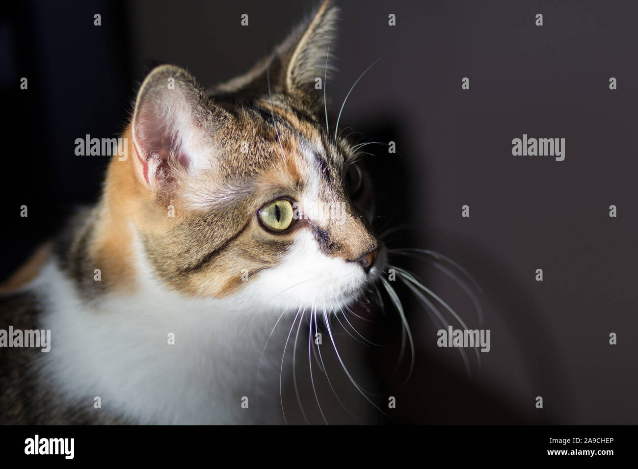 Profile of a calico cat, white whiskers in focus Stock Photo - Alamy