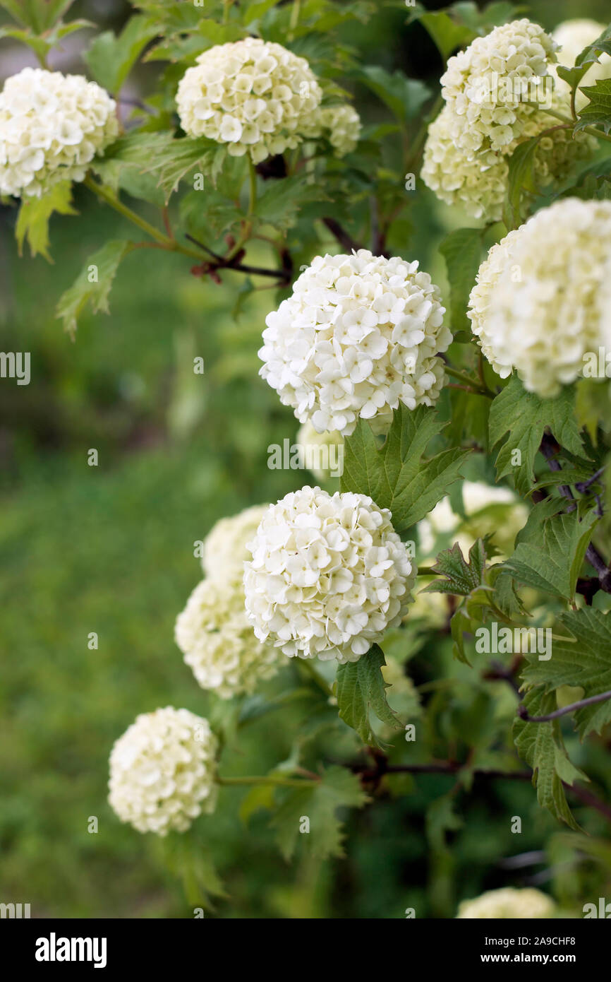 Guelder rose blossom hi-res stock photography and images - Alamy
