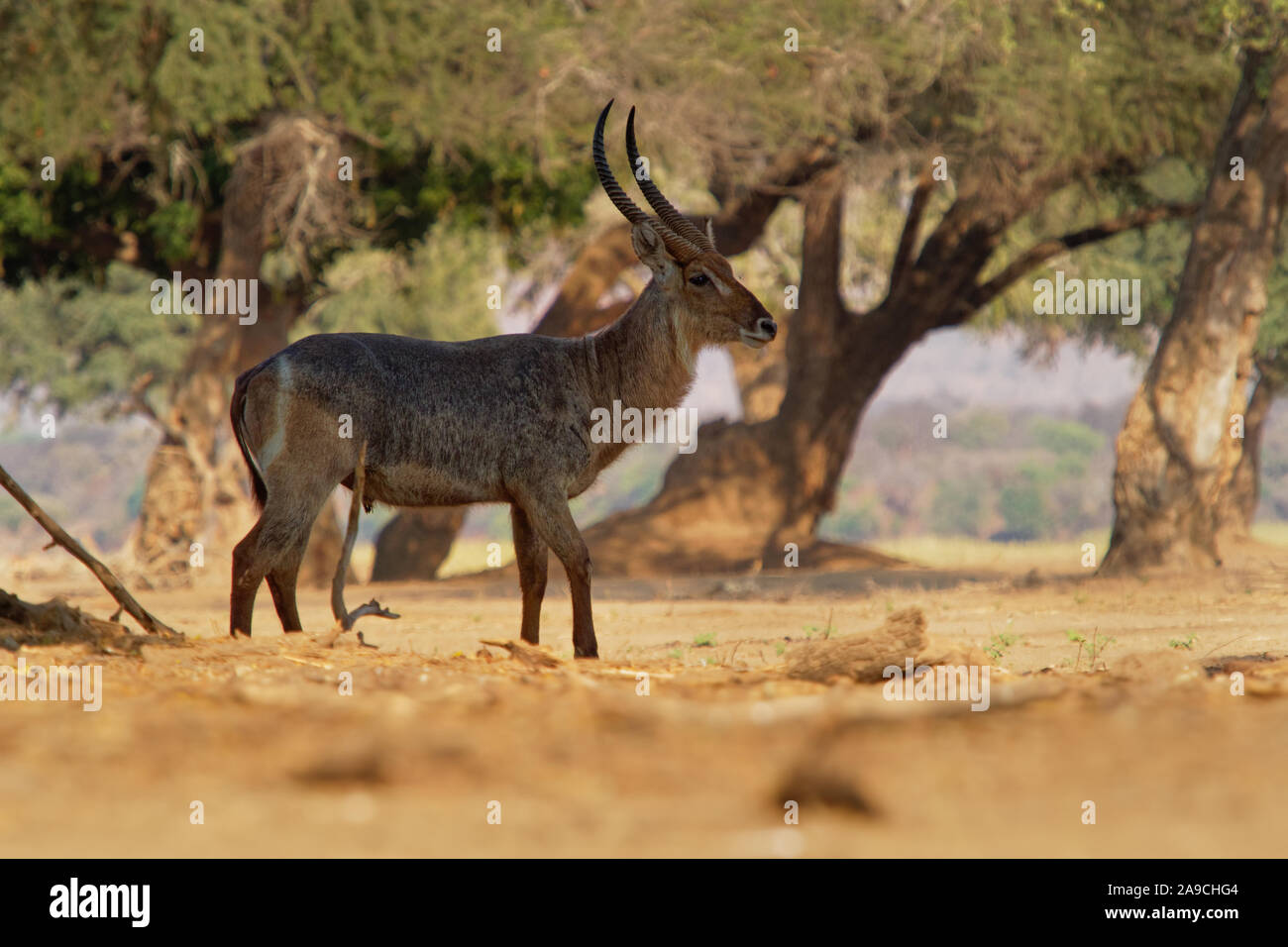 African antelope genus hi-res stock photography and images - Alamy