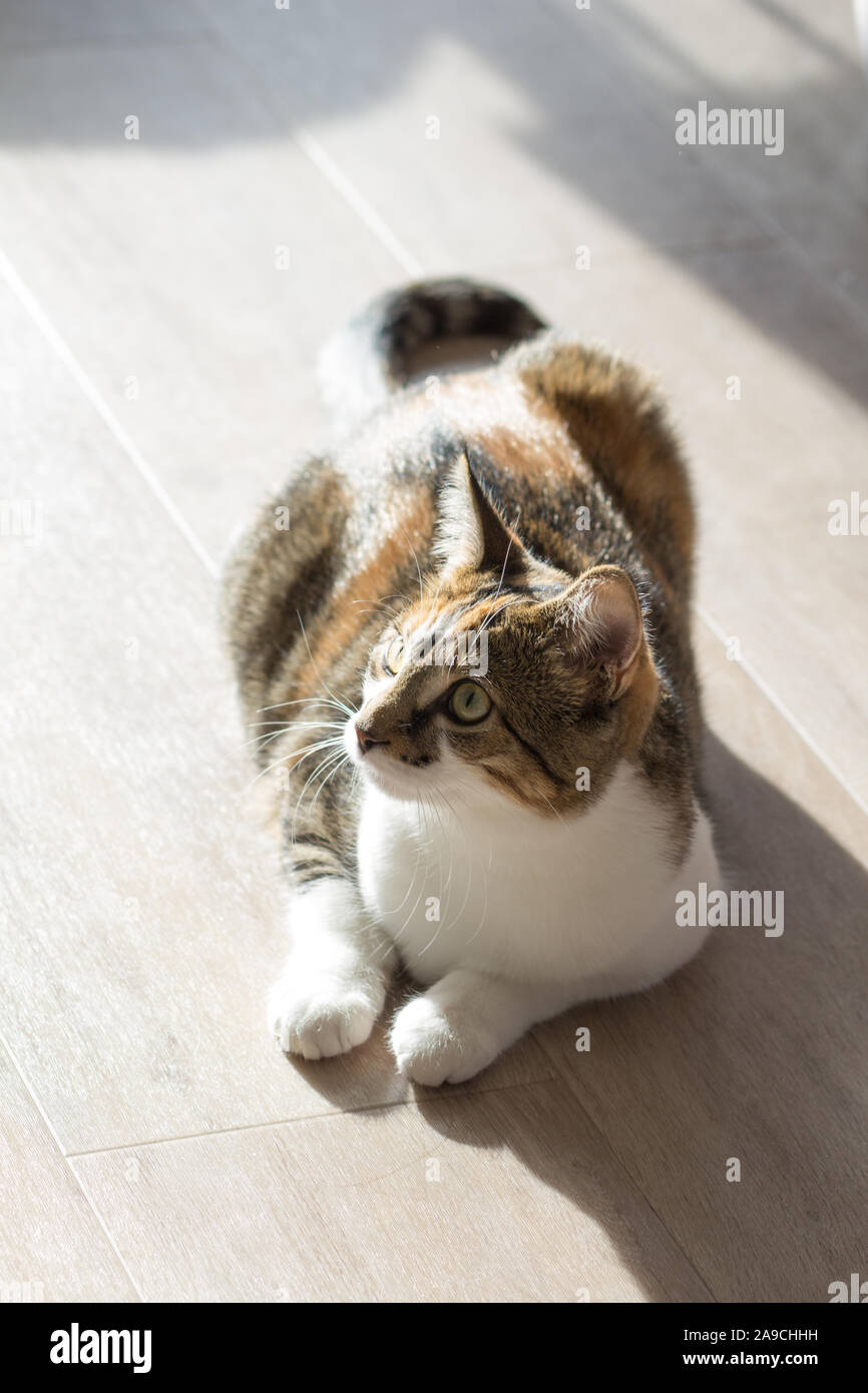 Relaxed kitty hi-res stock photography and images - Alamy