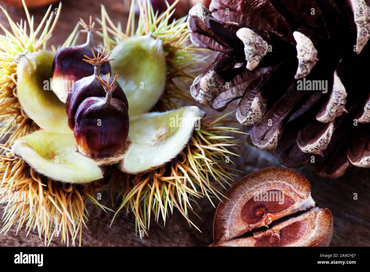 Cone of chestnuts hi-res stock photography and images - Alamy