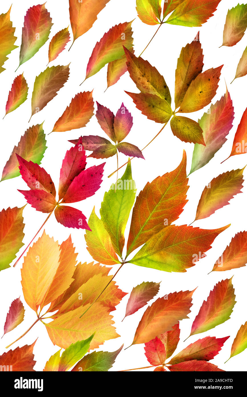 Seasonal falling autumn leaves on white background Stock Photo - Alamy