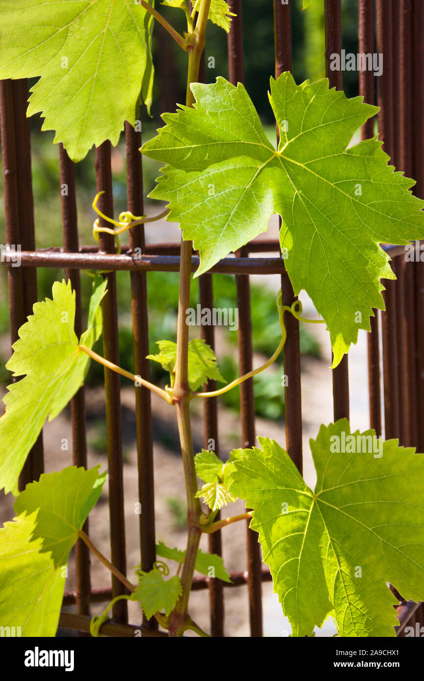 Wine plant leaves close up Stock Photo - Alamy