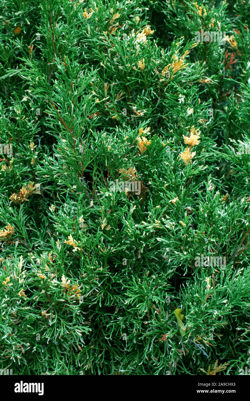 Pine Tree Shrub Garden Stock Photos & Pine Tree Shrub Garden Stock ...
