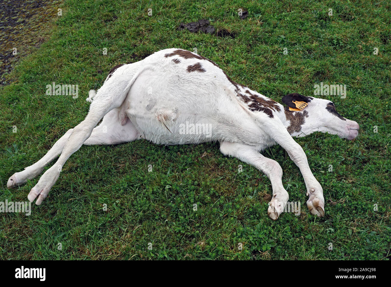 Dead Calf High Resolution Stock Photography and Images - Alamy
