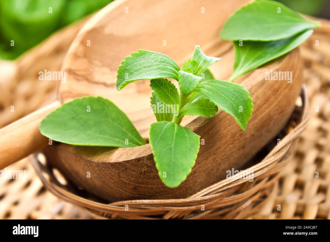 Stevia leaves kitchen hi-res stock photography and images - Alamy