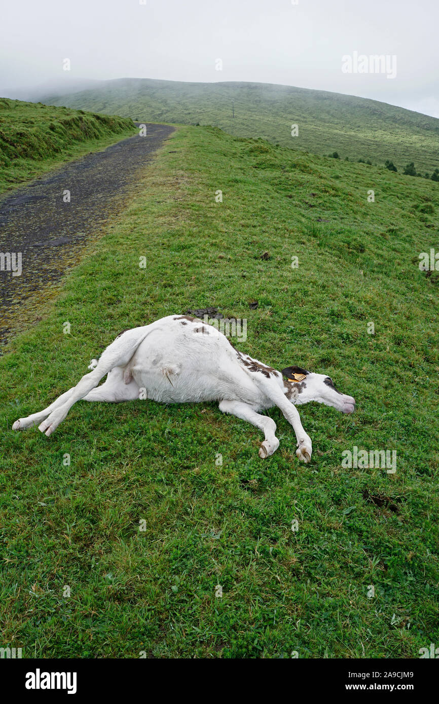 Calf Island High Resolution Stock Photography and Images - Alamy
