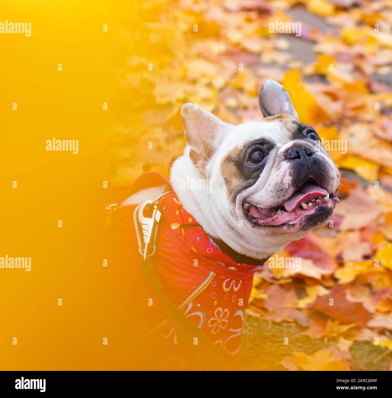 French bulldog in autumn leaves. Smile dog. Dog in overalls for a walk ...