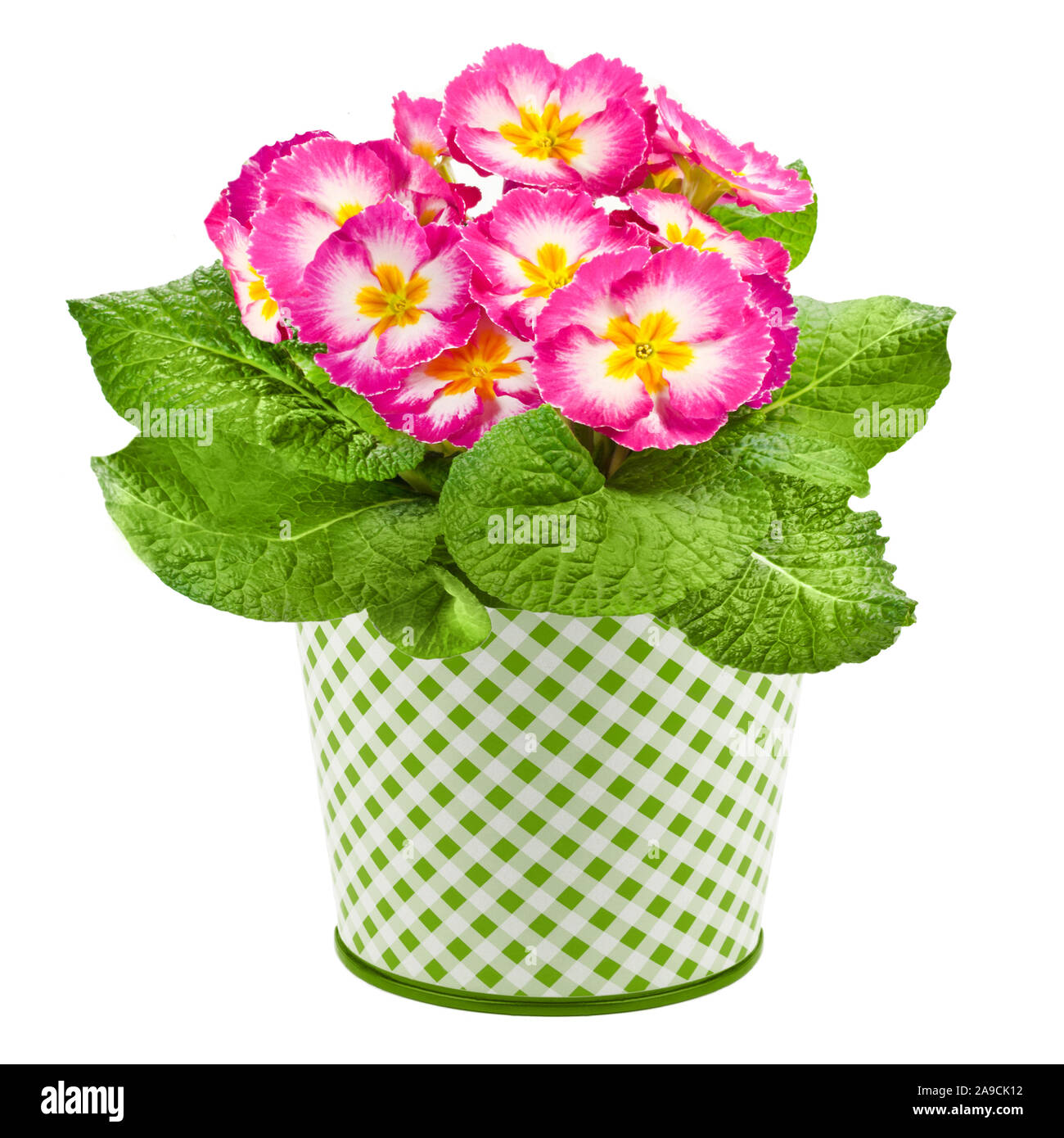 Primroses and flower pot isolated against white background Stock Photo ...