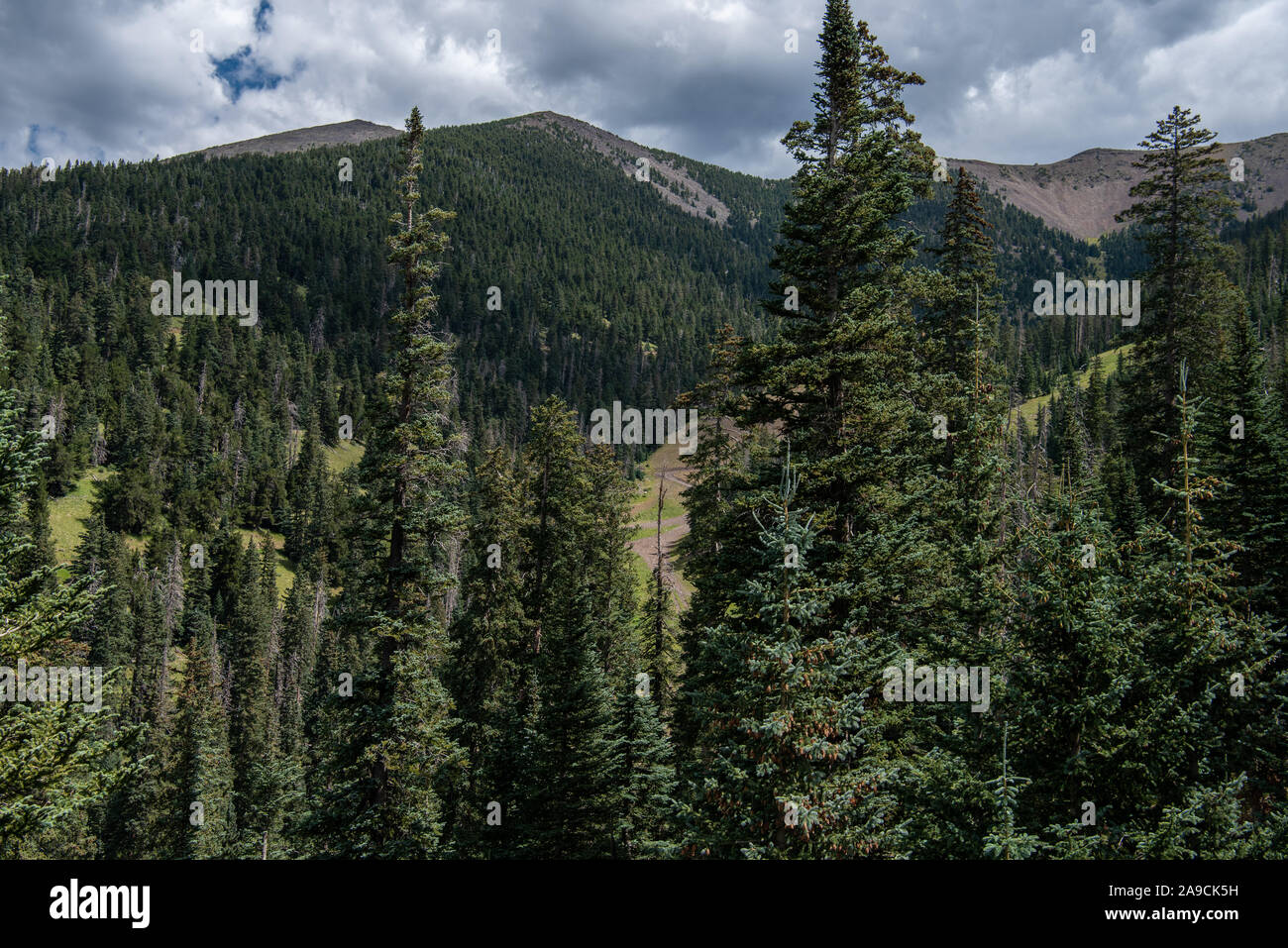 Beautiful Aspen Tree Nature Stock Photo - Alamy