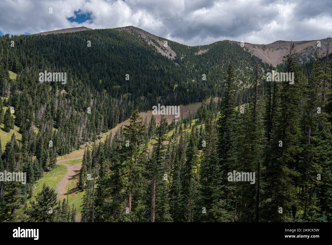 Beautiful Aspen Tree Nature Stock Photo - Alamy
