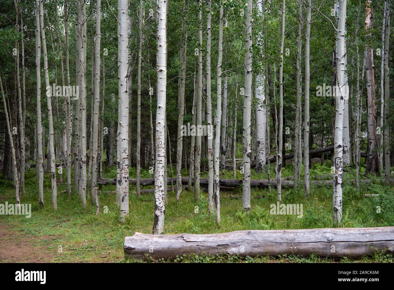 Beautiful Aspen Tree Nature Stock Photo - Alamy