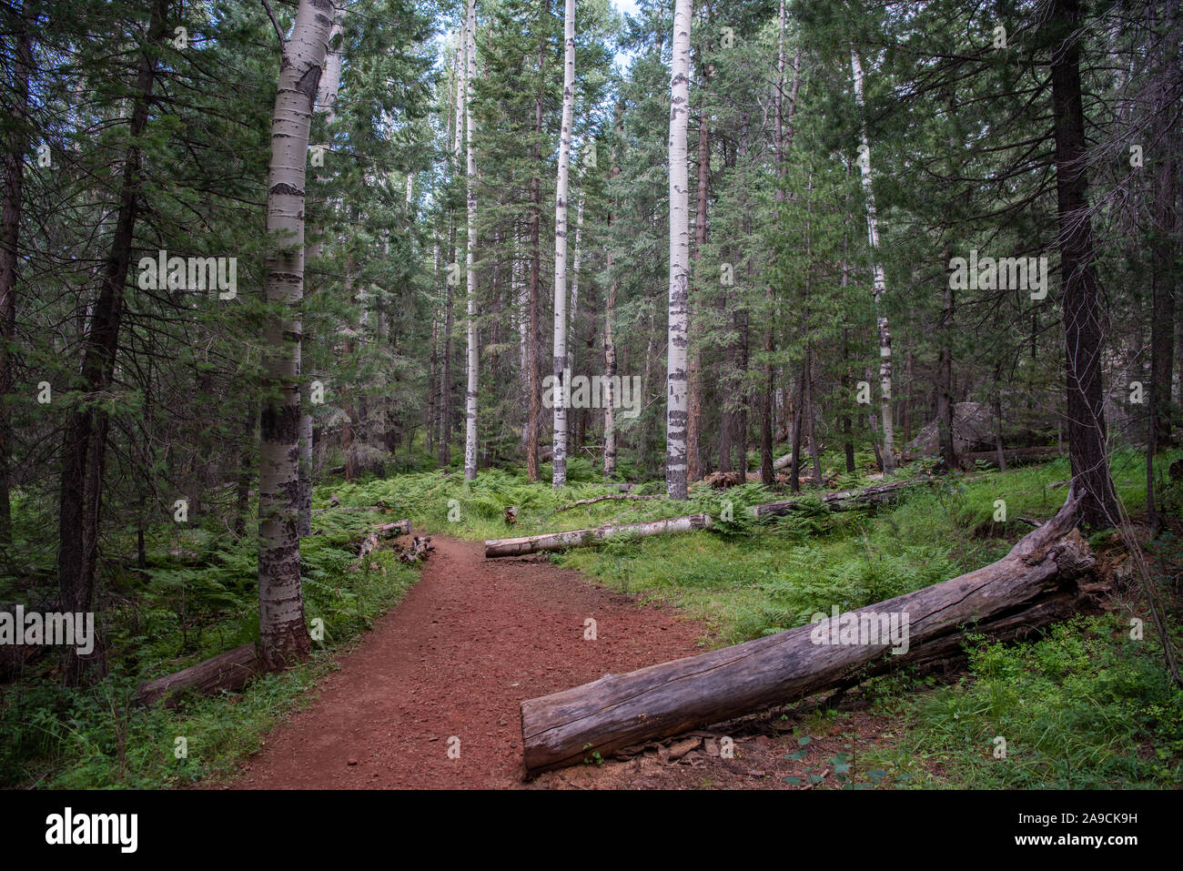 Beautiful Aspen Tree Nature Stock Photo - Alamy