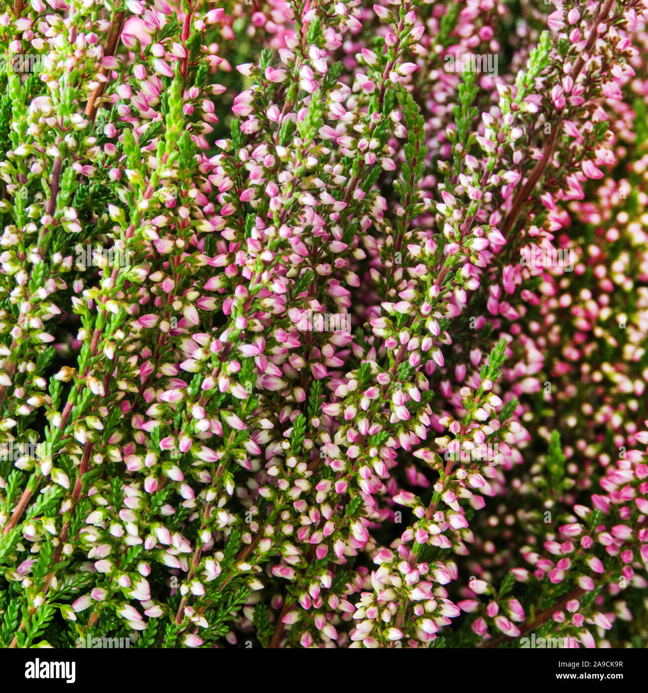 Heather variety hi-res stock photography and images - Alamy