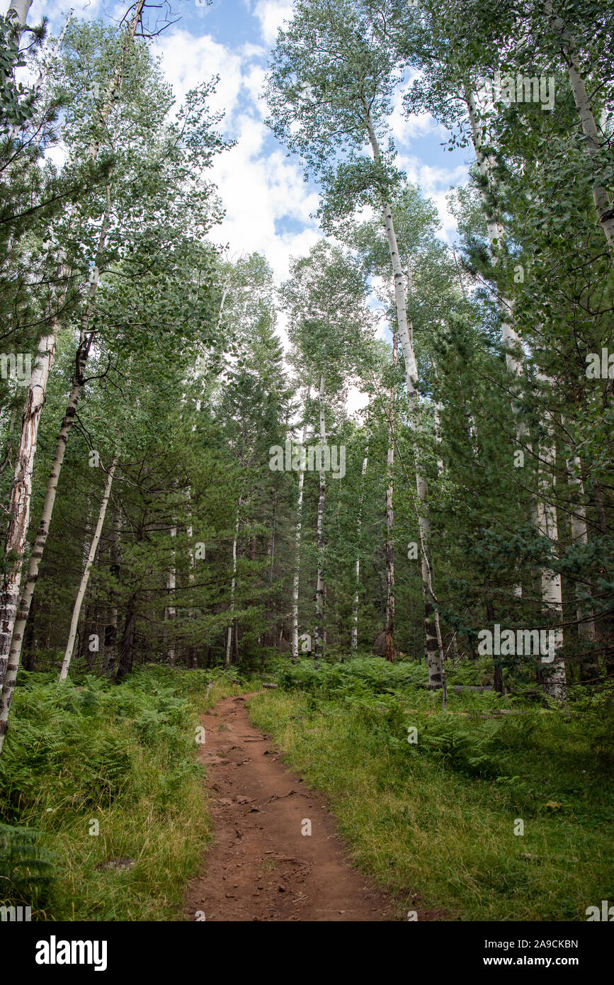 Ponderosa pines and giant aspens hi-res stock photography and images ...