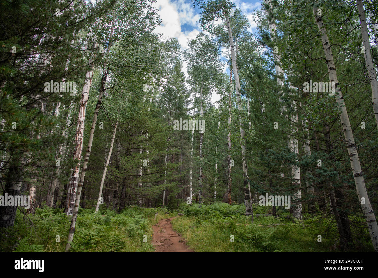 Beautiful Aspen Tree Nature Stock Photo - Alamy