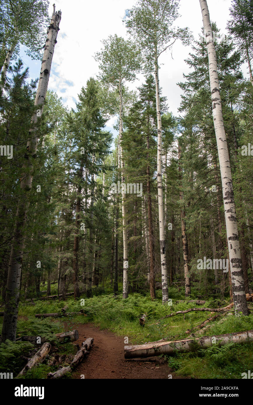 Beautiful Aspen Tree Nature Stock Photo - Alamy