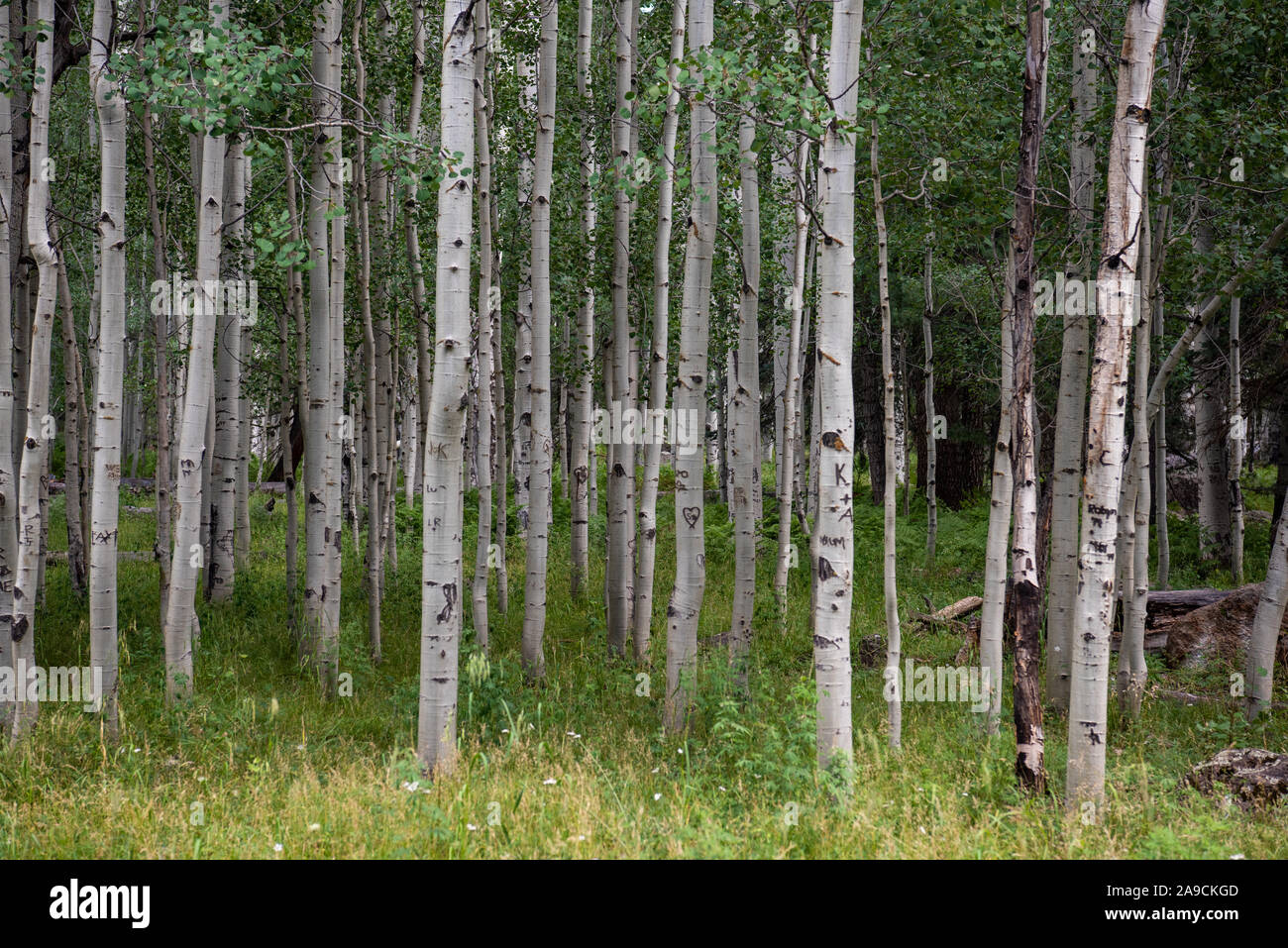 Ponderosa pines and giant aspens hi-res stock photography and images ...